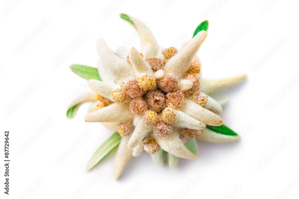 Edelweiss Stock Photo | Adobe Stock