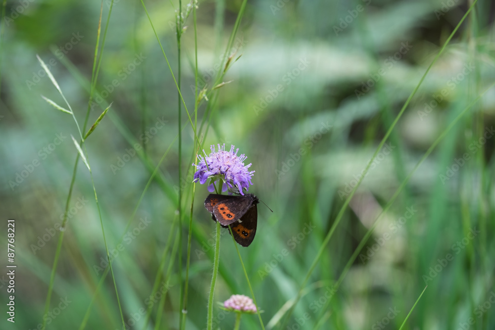 Dunkler Falter auf Violetter Blüte Stock-Foto | Adobe Stock