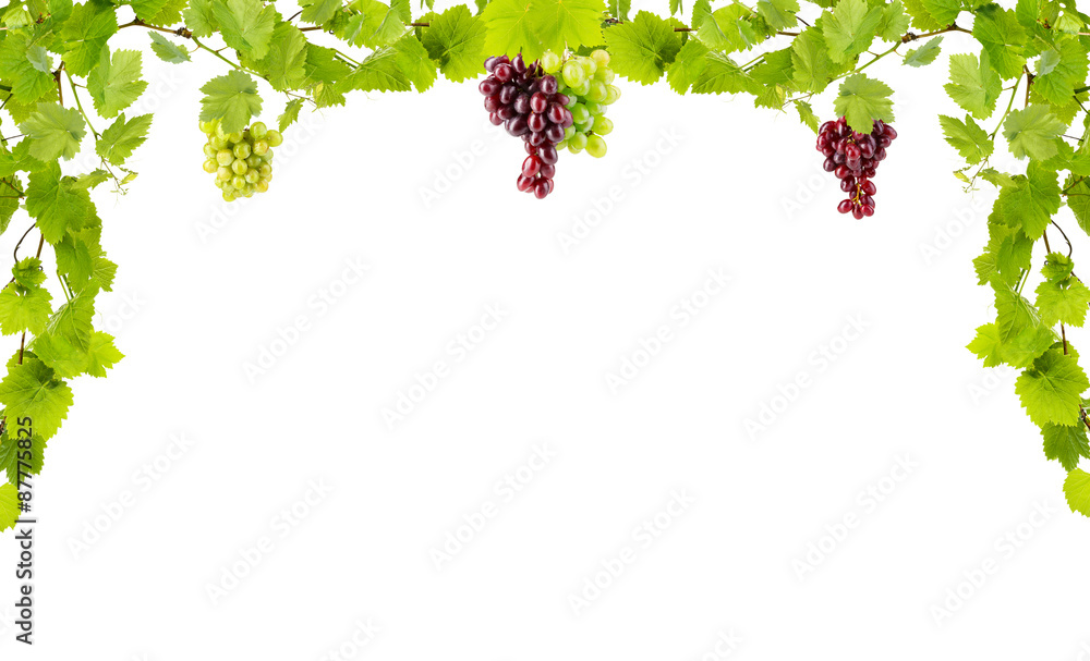 Frame of grape branches with green leaves, isolated on white Stock ...