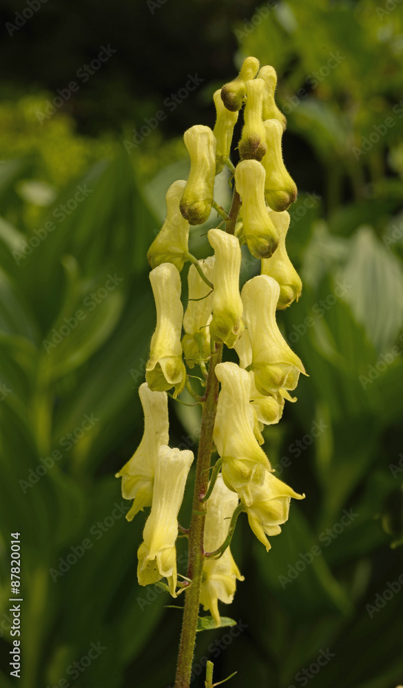 Monkshood Yellow