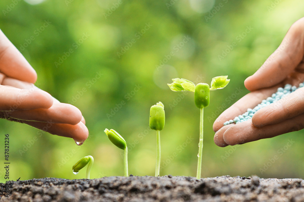 hand giving chemical fertilizer to plant on soil / nurturing and ...