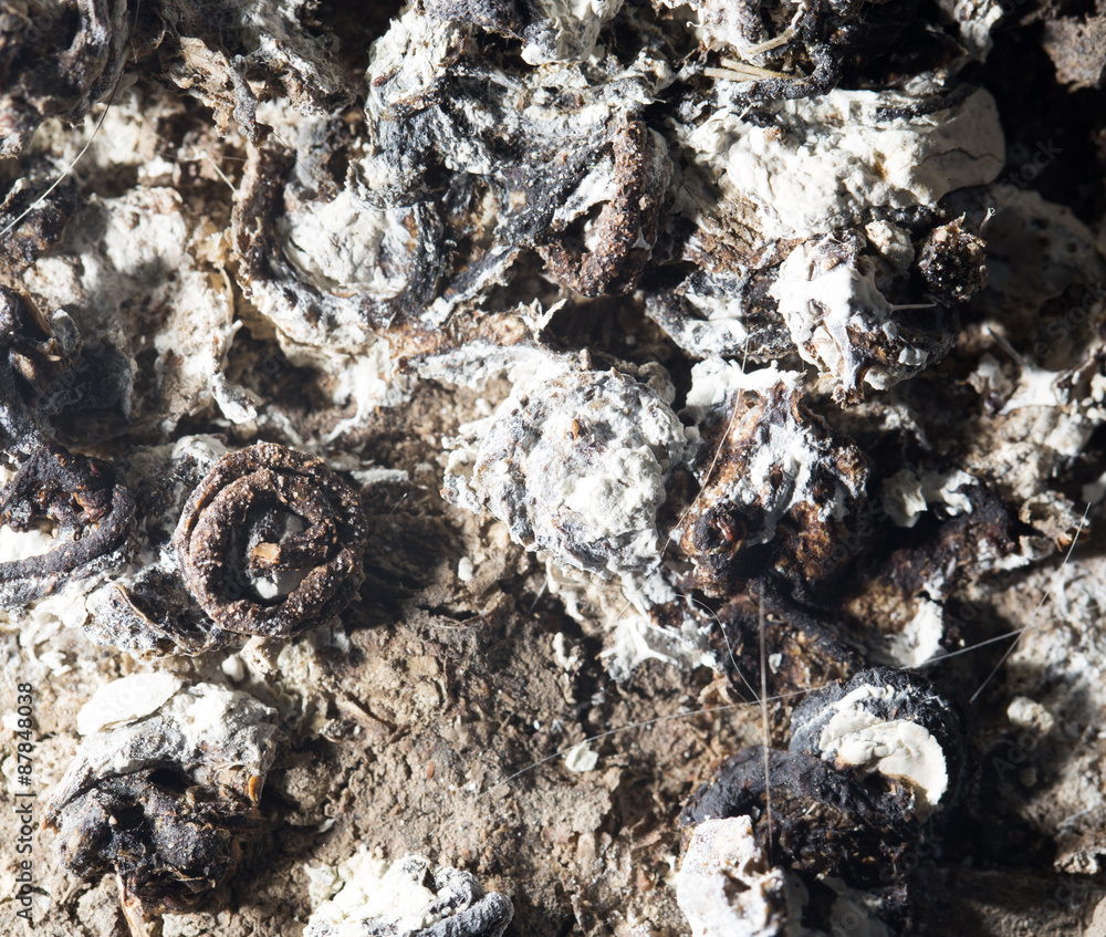 bird droppings Stock Photo | Adobe Stock