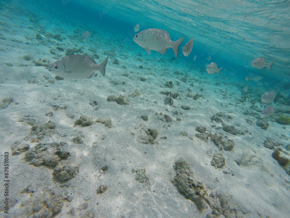Peixe Raia nadando no mar azul foto de Stock | Adobe Stock