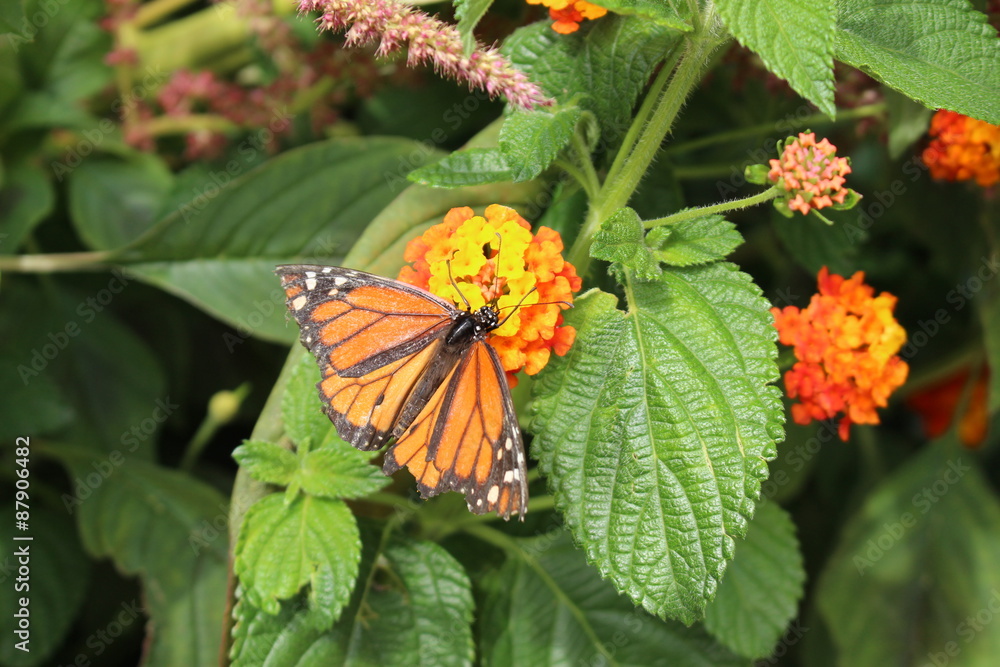A "Monarch Butterfly" (Danaus Plexippus) sipping nectar through its ...