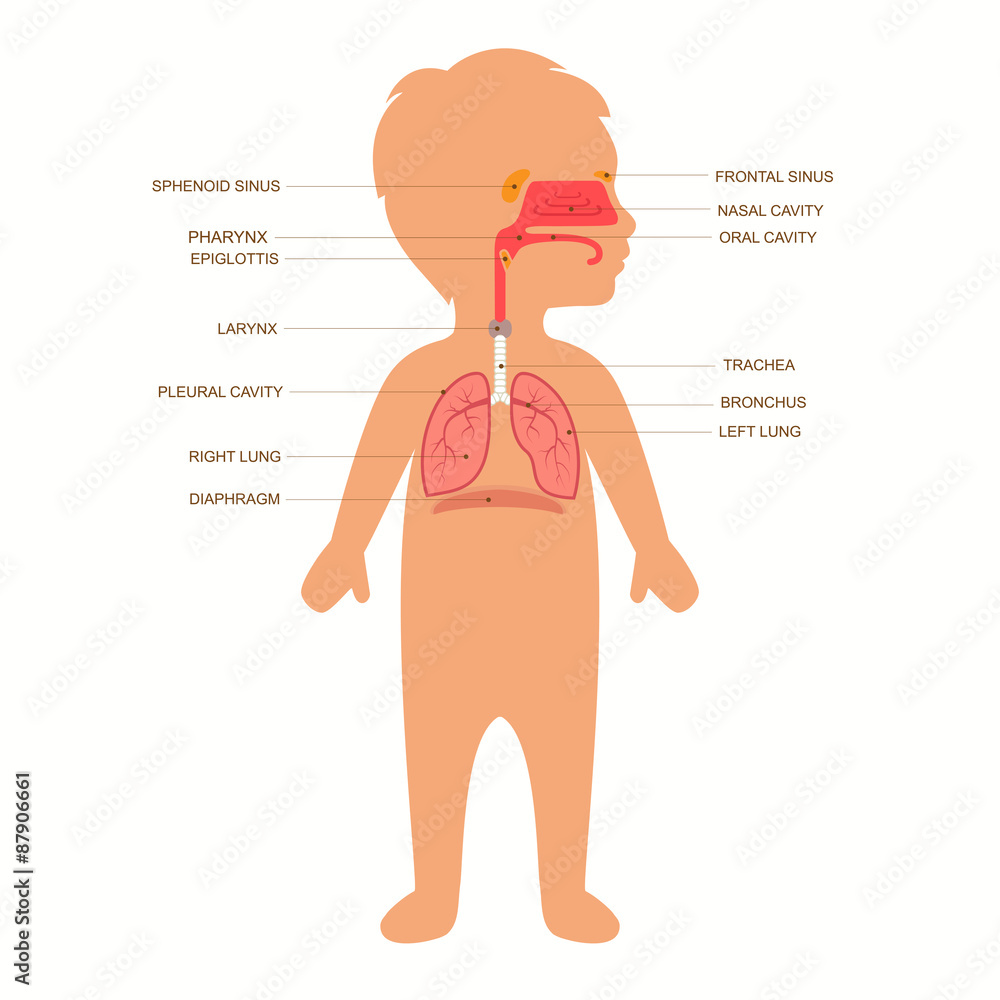 human respiratory system anatomy, child vector medical nose ...