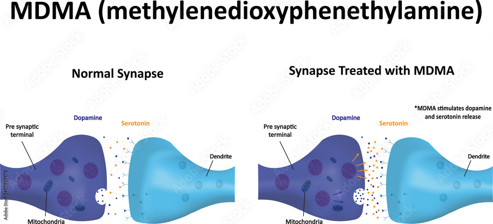 The Action of MDMA Stock Illustration | Adobe Stock