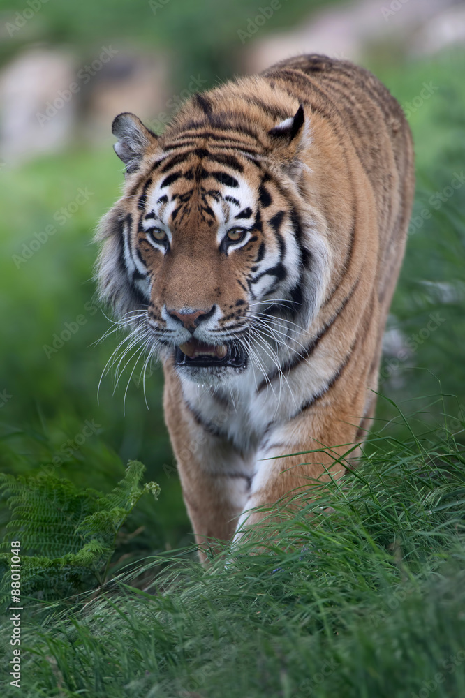 Siberian Tiger (Panthera Tigris Altaica)/Siberian Tiger stalking ...