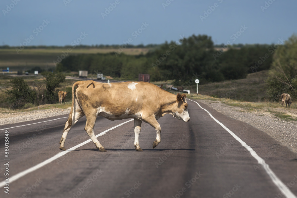 Cow crossing the road Stock Photo | Adobe Stock