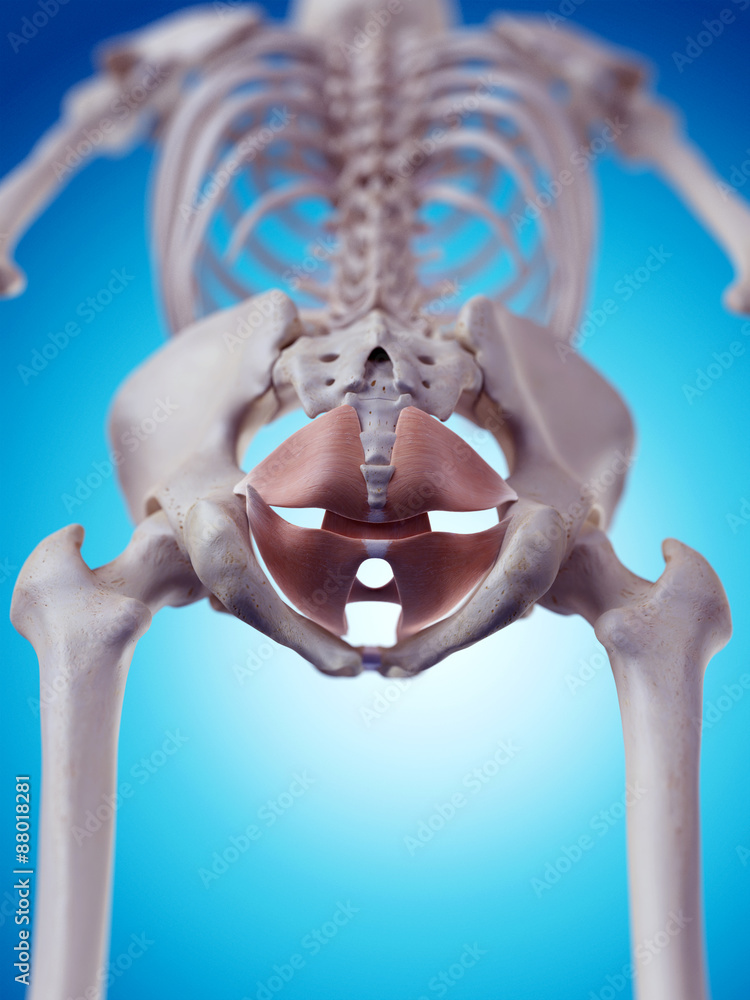 medically accurate illustration of the pelvic floor muscles Stock ...