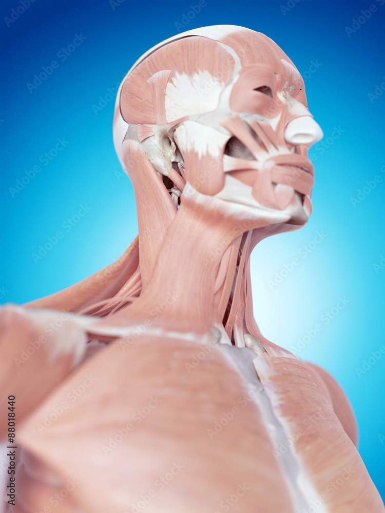 medically accurate illustration of the neck anatomy Stock Illustration ...
