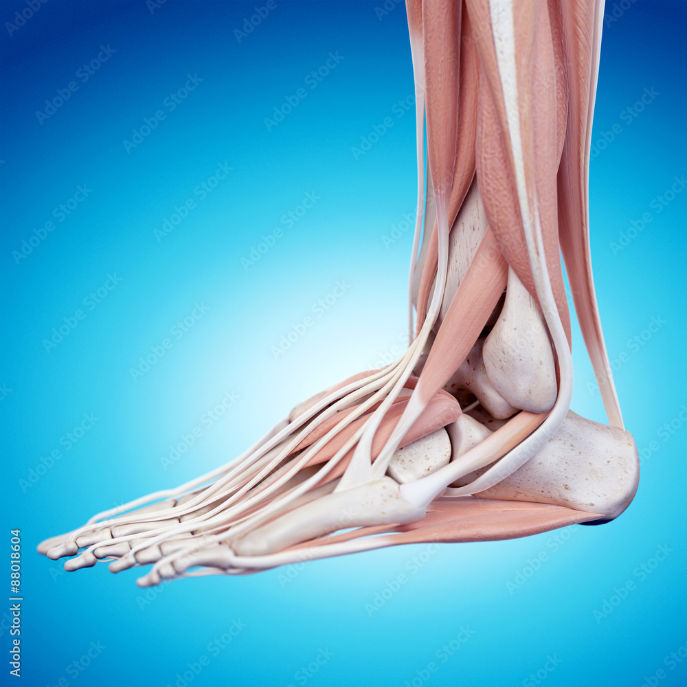 medically accurate illustration of the foot anatomy Stock Illustration ...