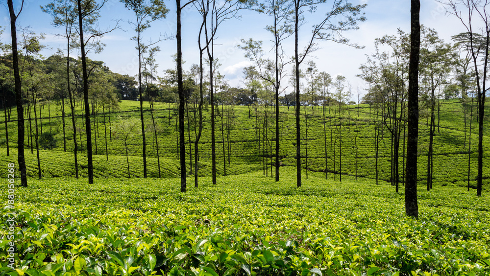 First Commercial Tea plantation in loolkandura estate - Sri Lanka Stock ...
