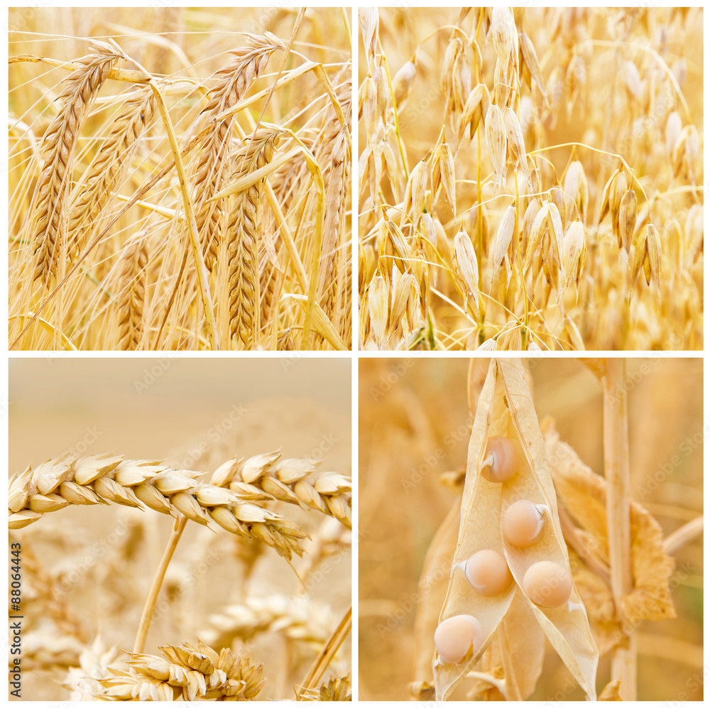 Gerste, Hafer, Weizen und Soja Stock-Foto | Adobe Stock