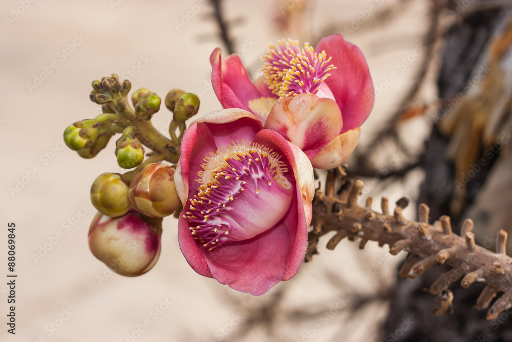 Flower Sal Tree Stock Photo | Adobe Stock