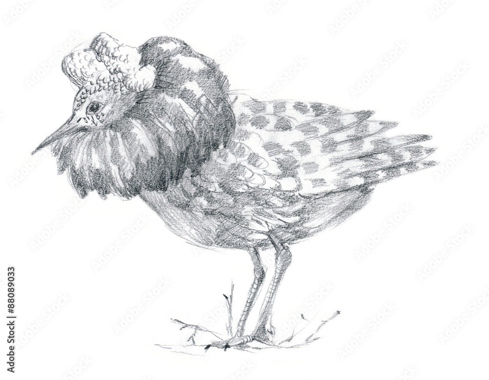 Pencil drawing - bird, Ruff bird Stock Illustration | Adobe Stock