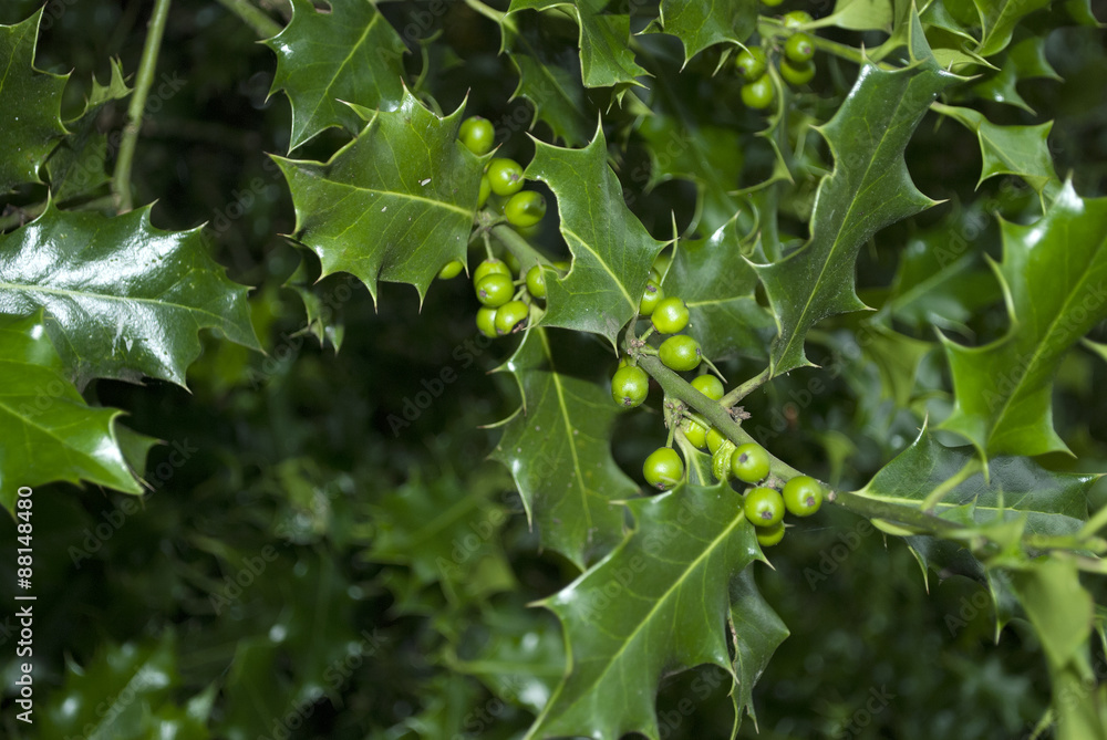 Stechpalme, Ilex Zweige, Pflanze mit grünen Beeren Stock-Foto | Adobe Stock