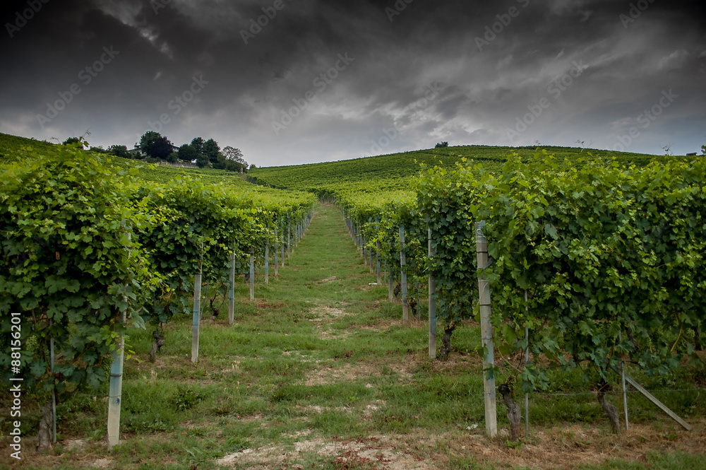 vigna Stock Photo | Adobe Stock