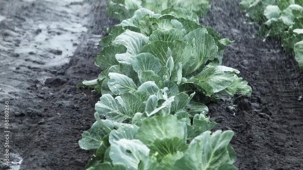 field irrigation of cabbage Stock Video | Adobe Stock