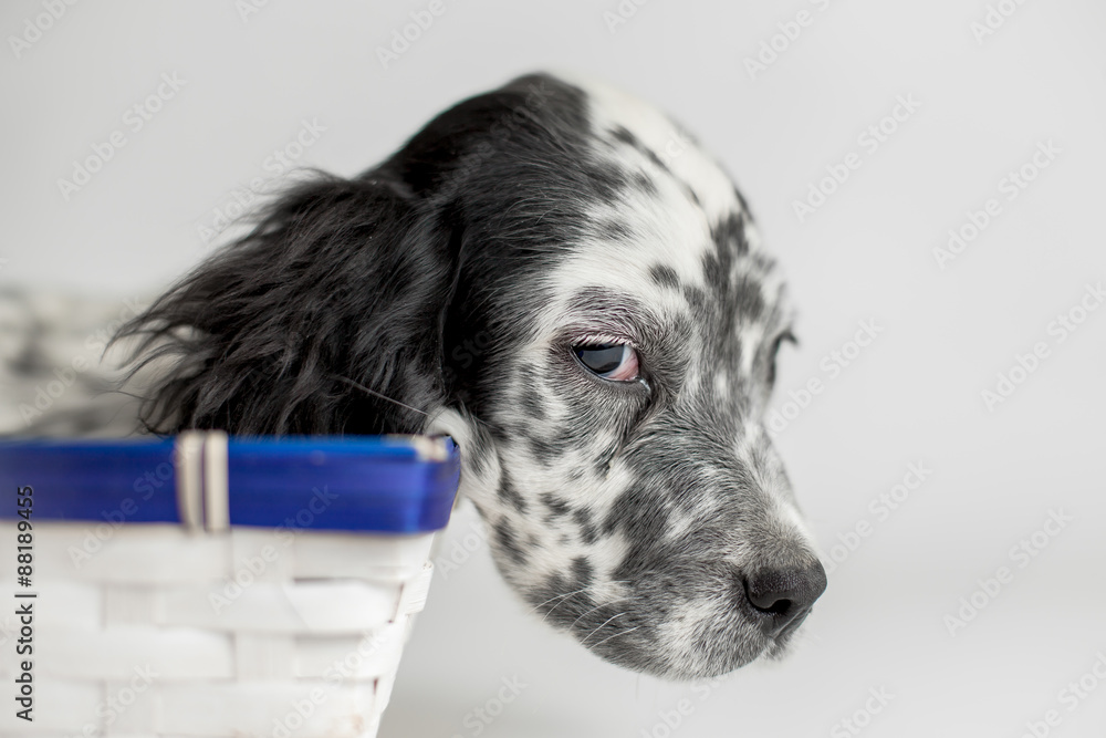 Primo piano di un cucciolo di cane setter inglese bianco e nero ...