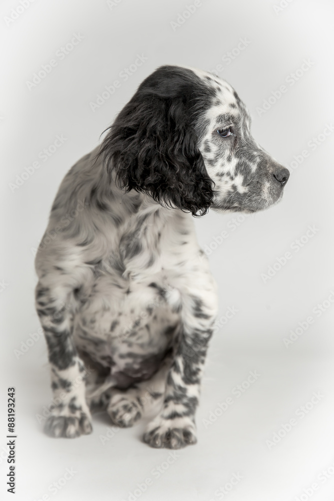 Ritratto di un cucciolo di cane setter inglese bianco e nero ...