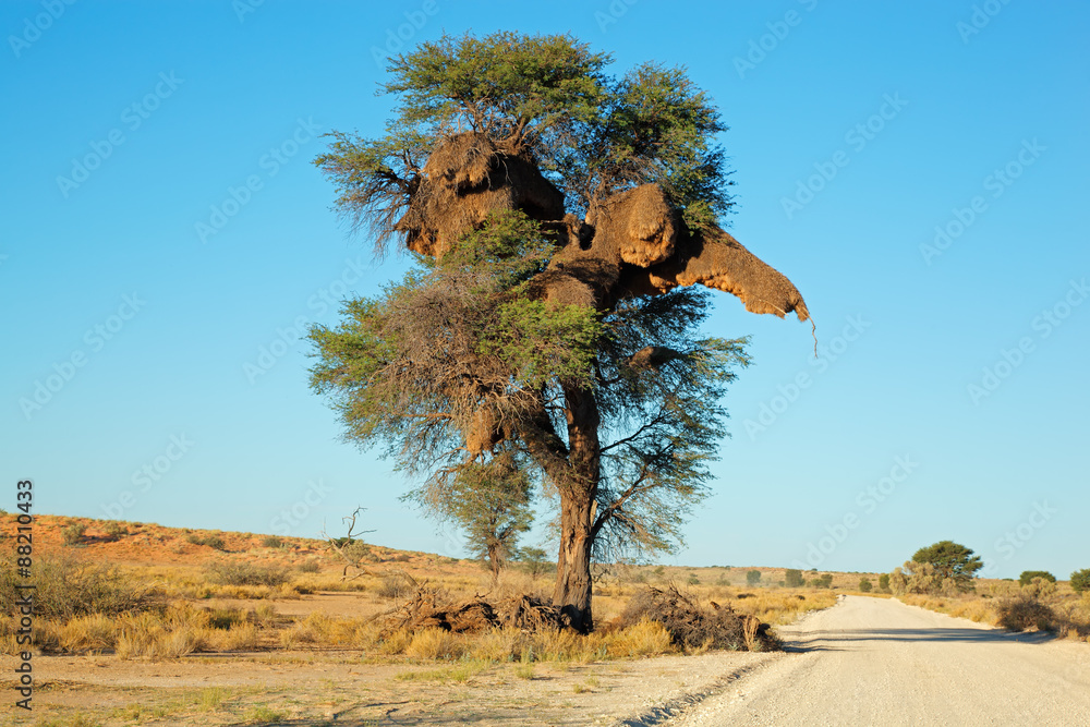 African Acacia tree with communal nest of sociable weavers (Philetairus ...