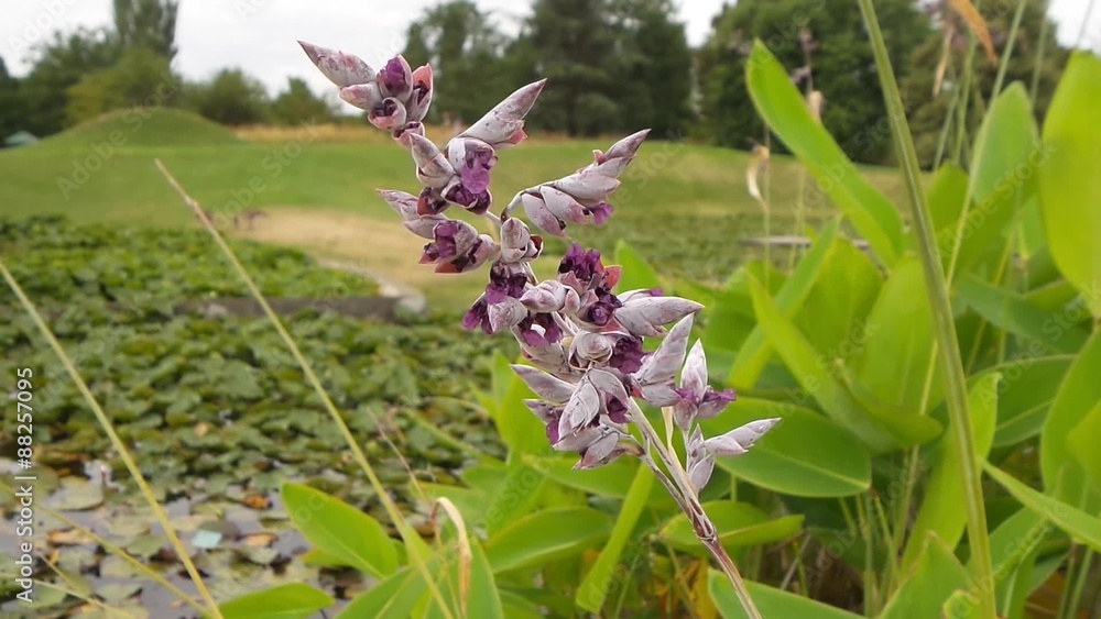 Violet flower from a water plant in a lake Stock Video | Adobe Stock