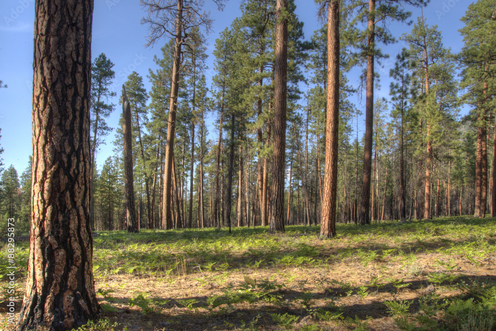 Ponderosa pine trees (Pinus ponderosa) in the central Oregon Cascade ...