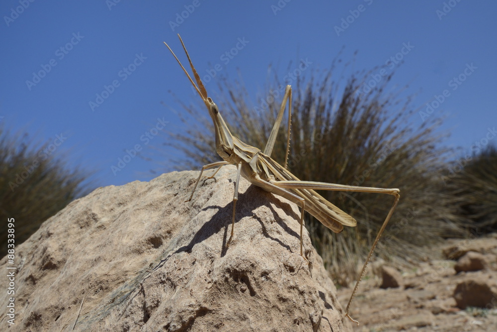 Low angle view of a male slant-faced grasshopper (big nose grasshopper ...