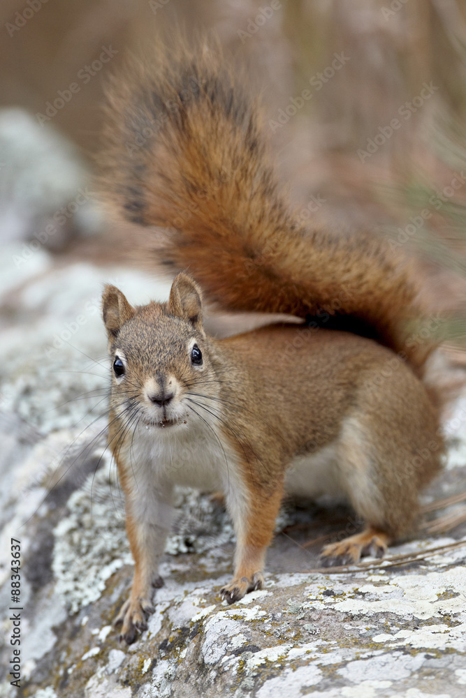American Red Squirrels