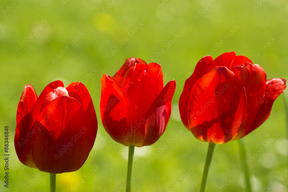 3 rote Tulpen Stock-Foto | Adobe Stock