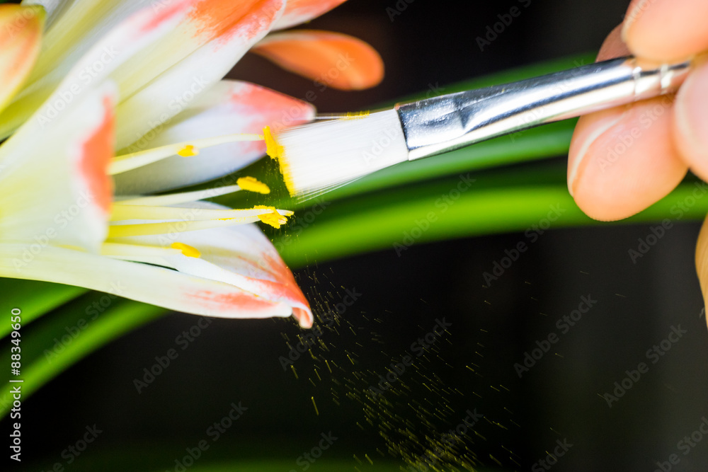 Artificial pollination Stock Photo | Adobe Stock
