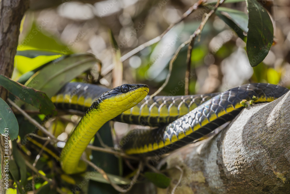 An adult Australian tree snake (Dendrelaphis punctulata), on the banks ...