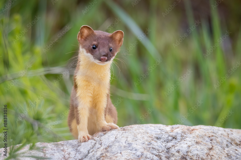Juvenile Long Tailed Weasel sitting on a rock Stock Photo | Adobe Stock