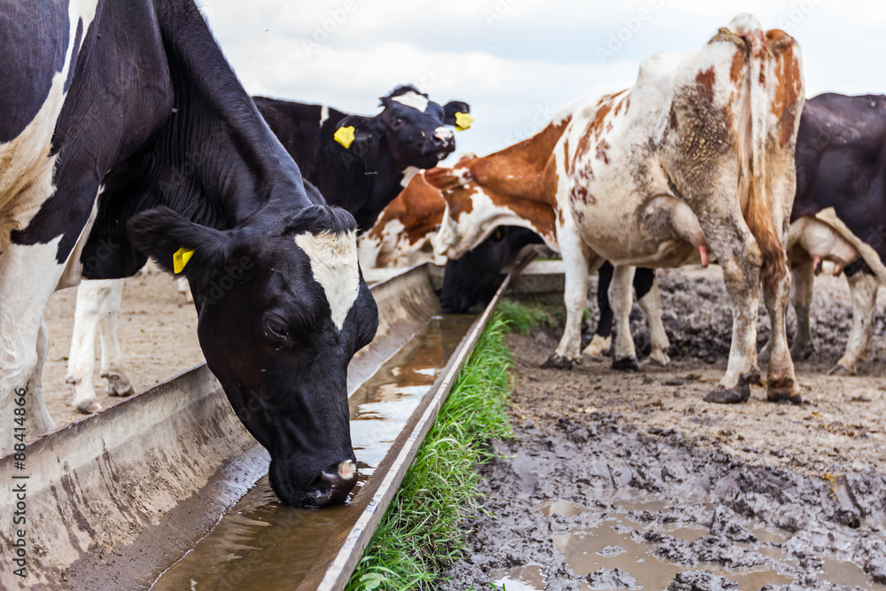Cow is drinking water at the water trough. Stock Photo | Adobe Stock