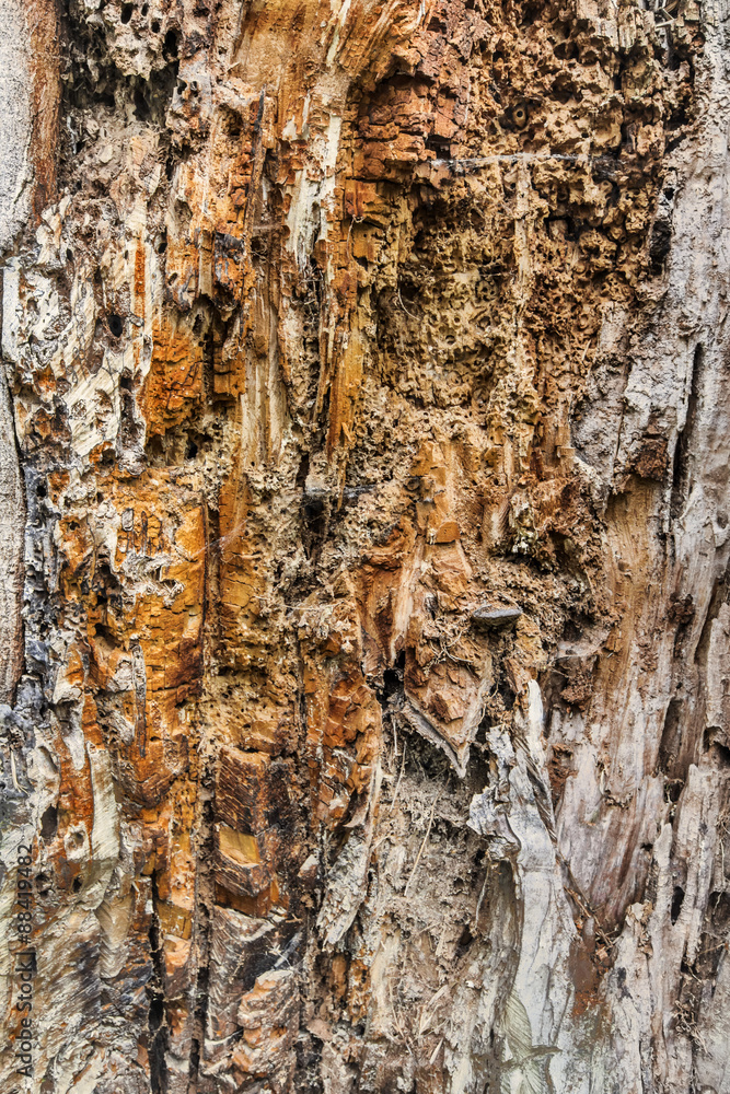 Old Rotten Stump overwhelmed by the advanced process of Decay, with ...