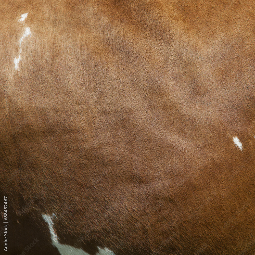 Foto de side of cow with white spots on light brown hide do Stock ...