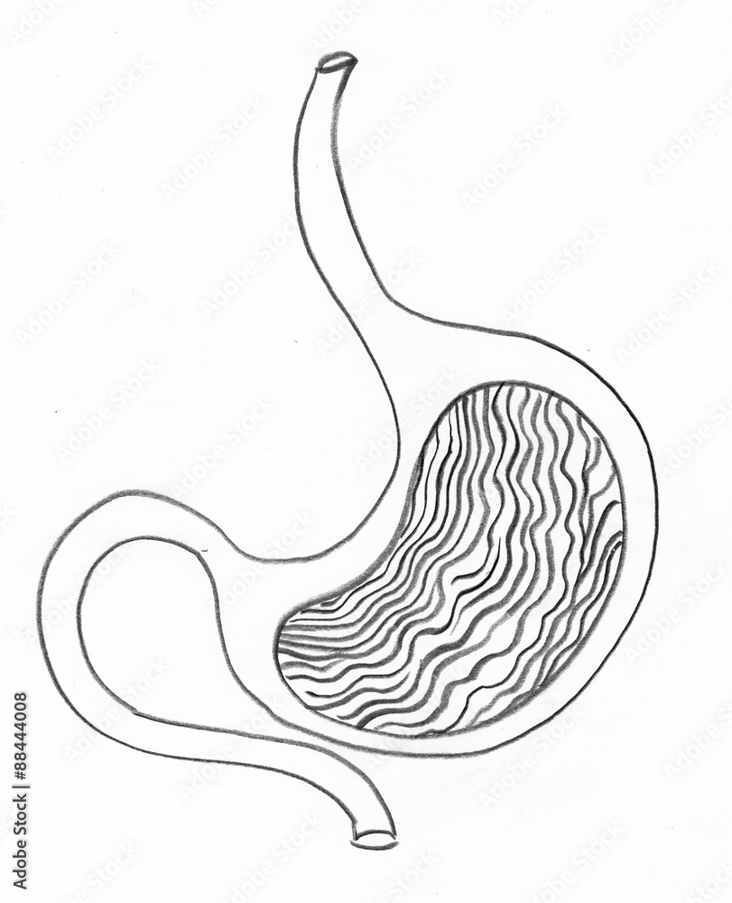 Human Stomach anatomy of the internal digestive organ with cross ...