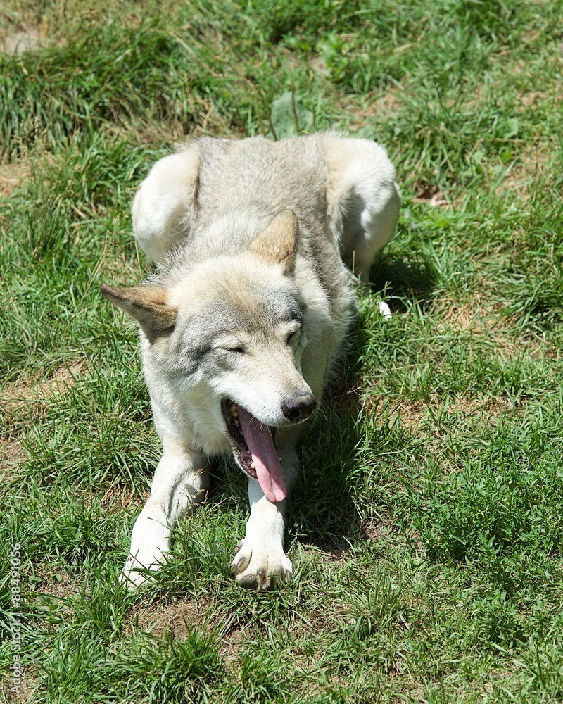 Tired wolf in green natural background, wild wolf resting on the grass ...