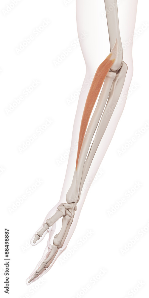 medically accurate muscle illustration of the extensor carpi radialis ...