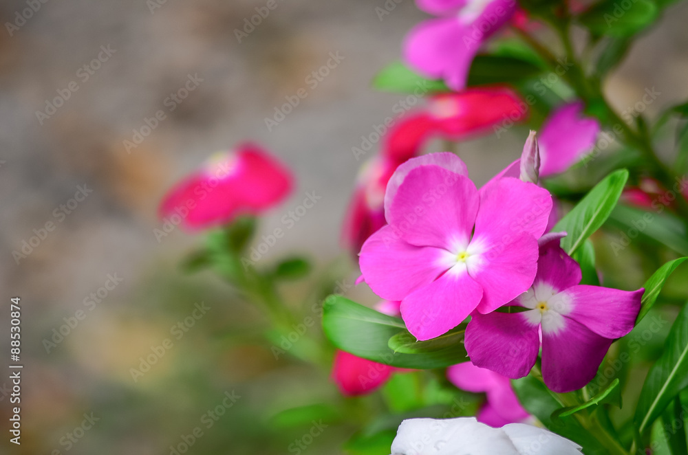 Catharanthus roseus Stock Photo | Adobe Stock