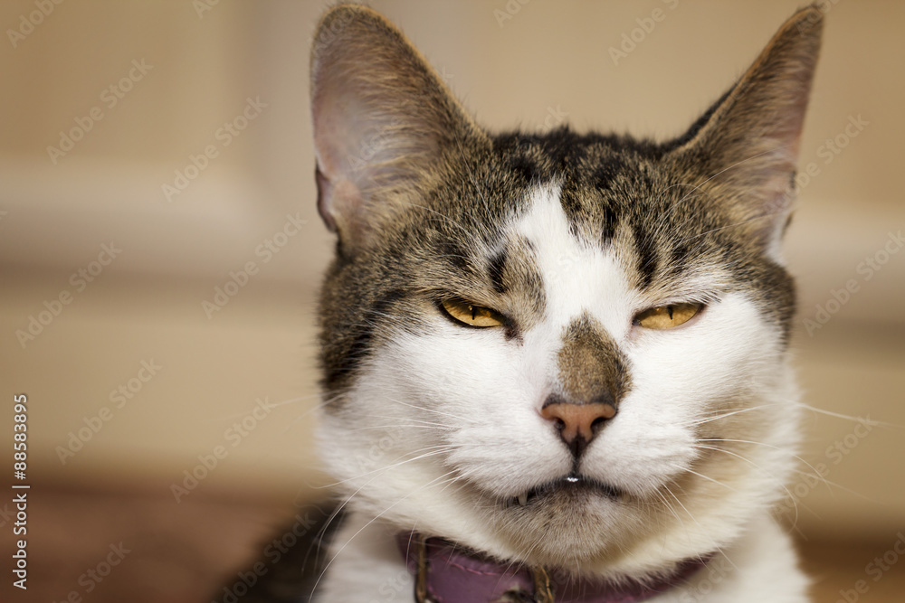 Evil looking cat Stock Photo | Adobe Stock