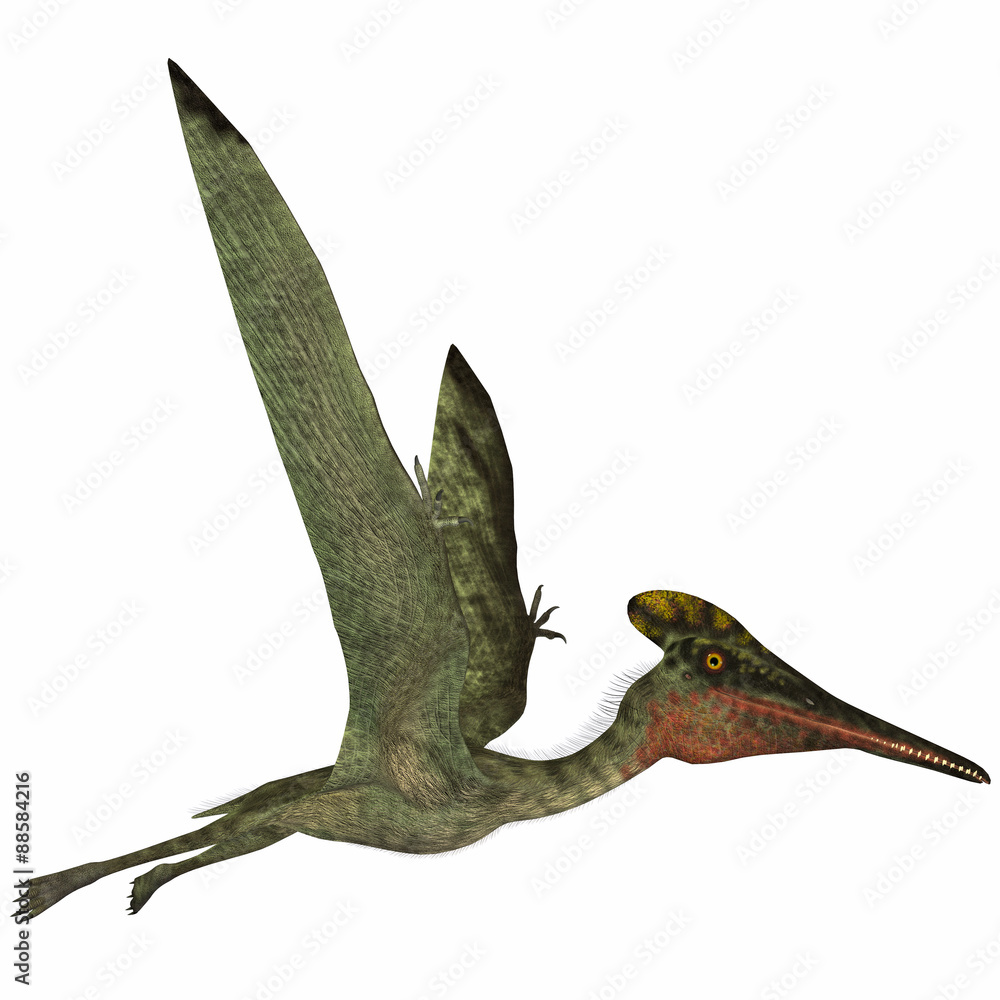 Pterodactylus Side Profile - Pterodactylus was a flying carnivorous ...