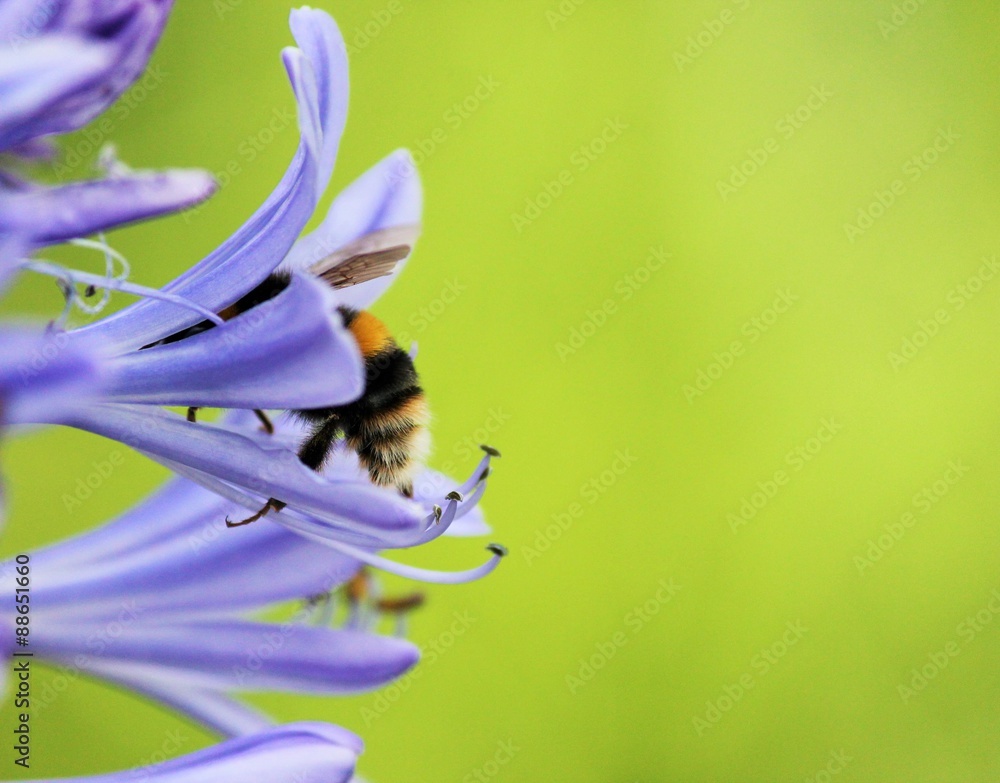bee background bumble bee flower with copy space collecting pollen ... bee background bumble bee flower with copy space collecting pollen ...
