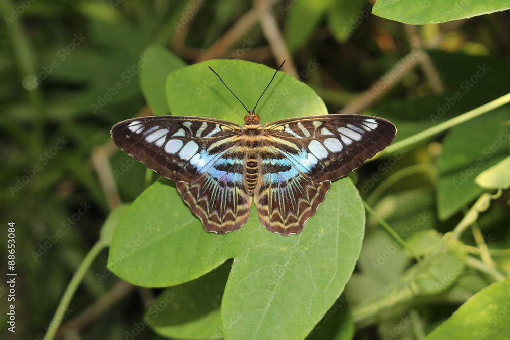 Blue "Clipper Butterfly" in Innsbruck, Austria. Its scientific name is ...