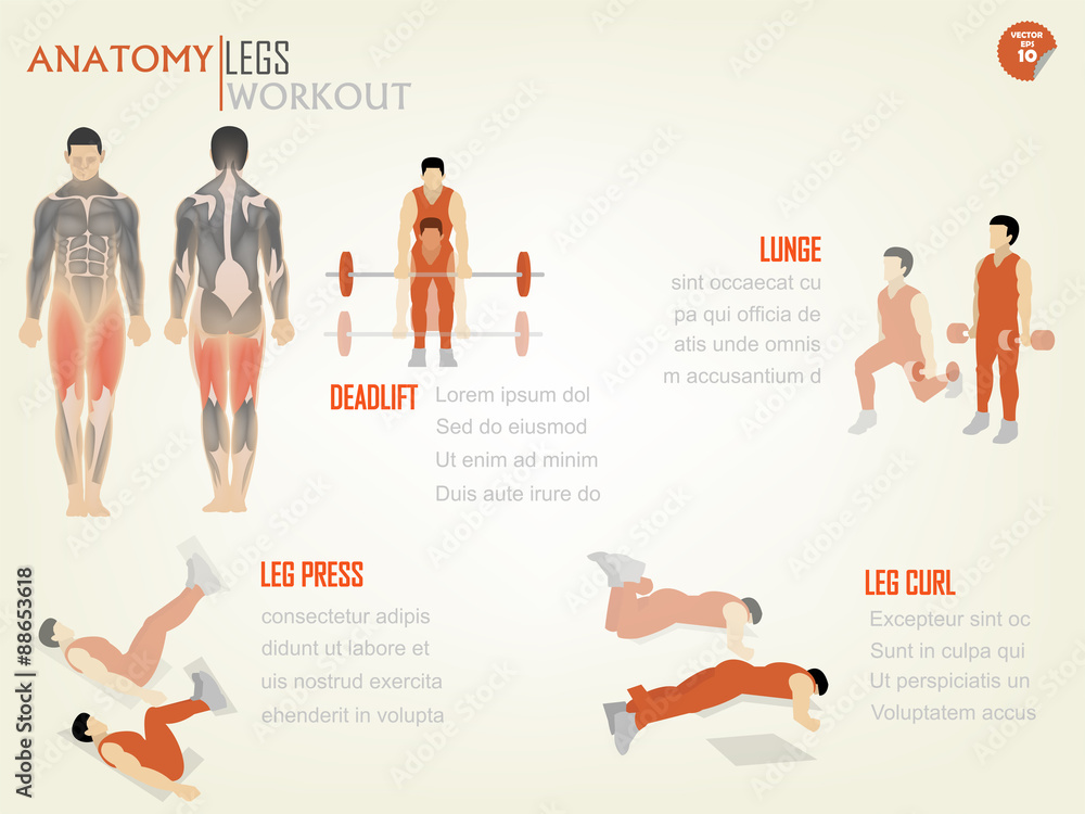 beautiful design info graphic of abdominal legs workout consist of ...