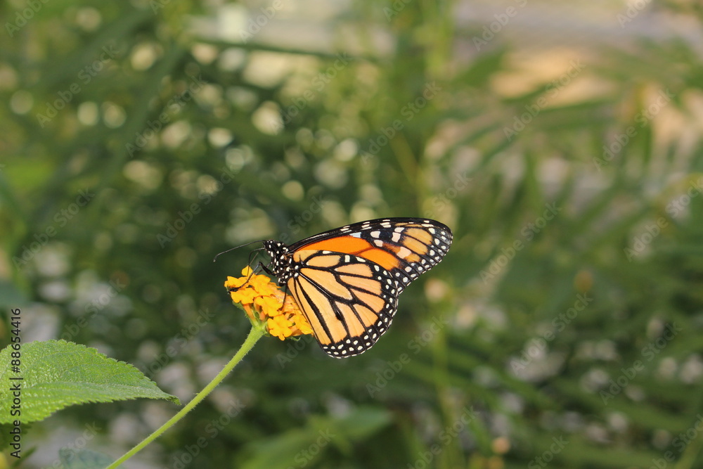 Black And White Monarch Butterfly Photography