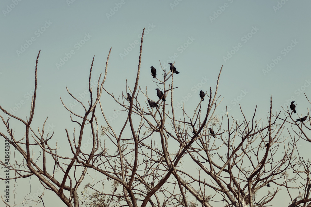 Group of crows sitting on the bare branches of a tree Stock Photo ...