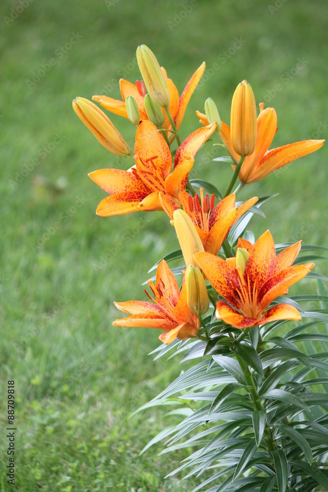 Pretty yellow and red lily growing in a small flower garden. A lily is ...