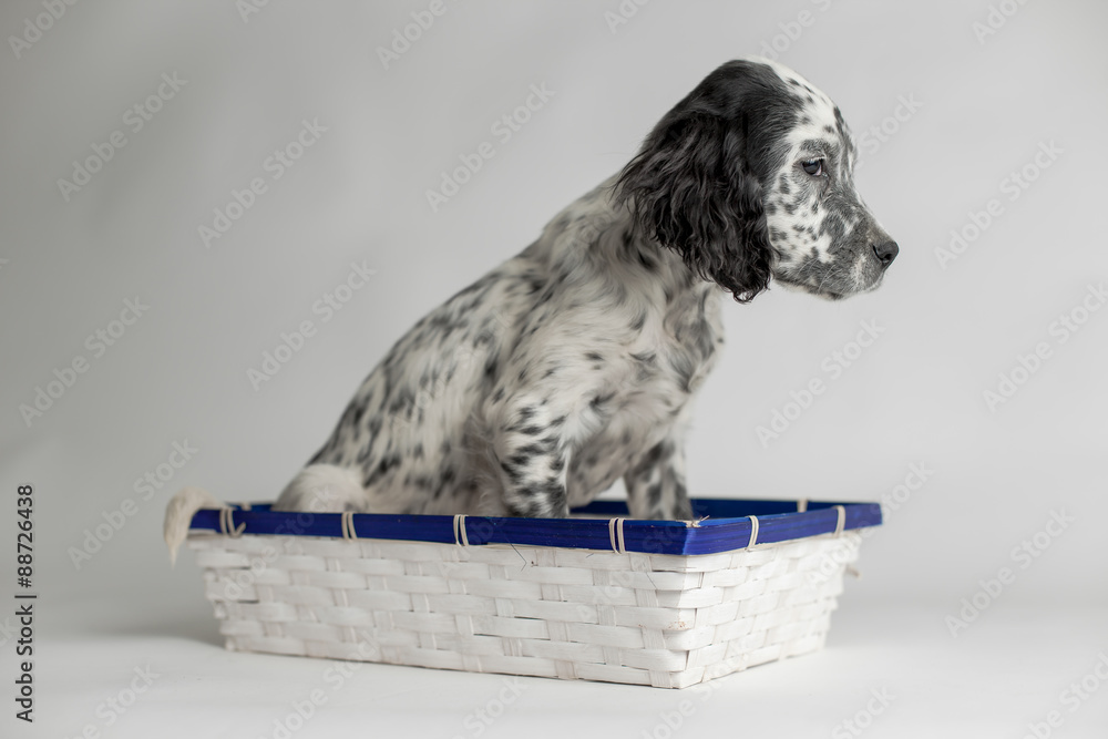 Ritratto di un cucciolo di cane setter inglese in piedi dentro una ...