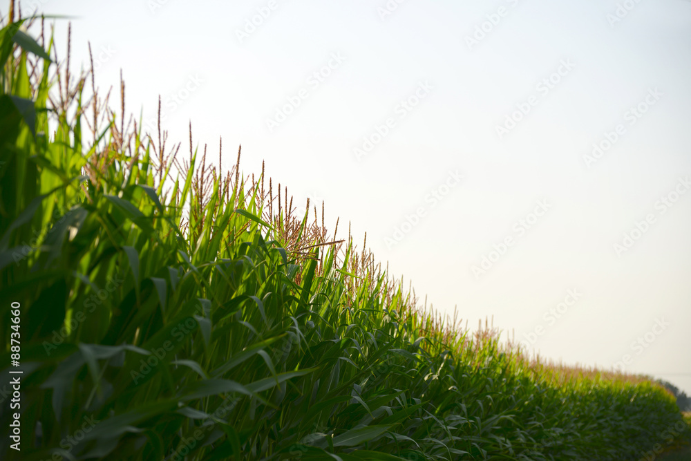 Maisfeld Stock-Foto | Adobe Stock